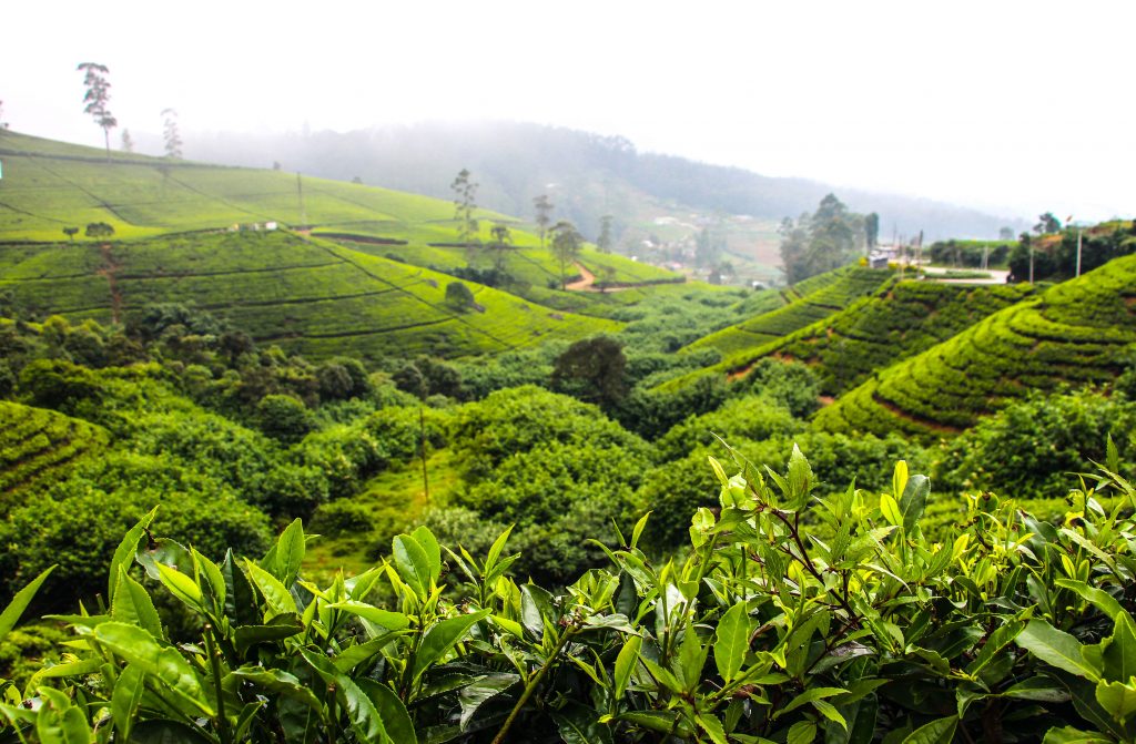 Ceylon Flavored Tea | Elephant Chateau - Premium Ceylon Tea, Vanilla ...